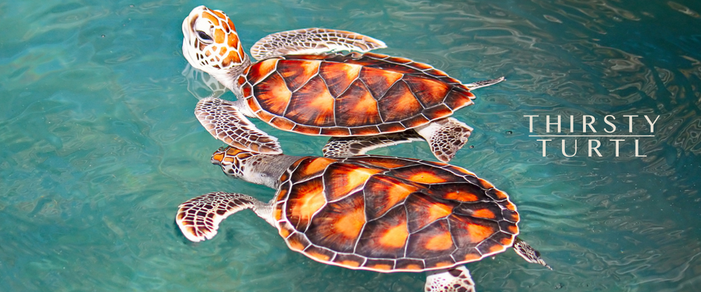 The Enduring Significance of Turtles in Torres Strait Islander Culture