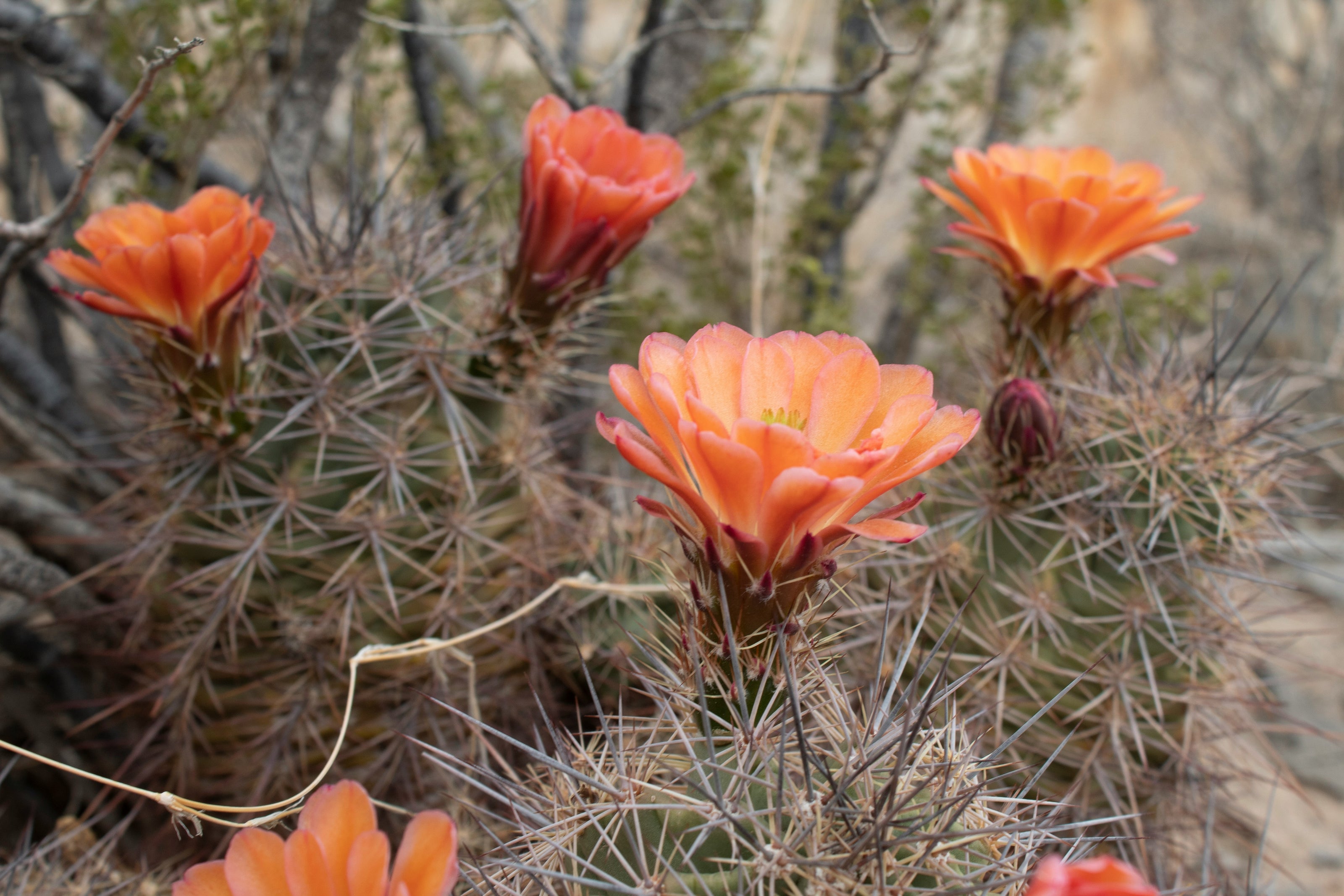 Plant-Based vs. Vegan Skincare By Thirsty Turtl's Alisha